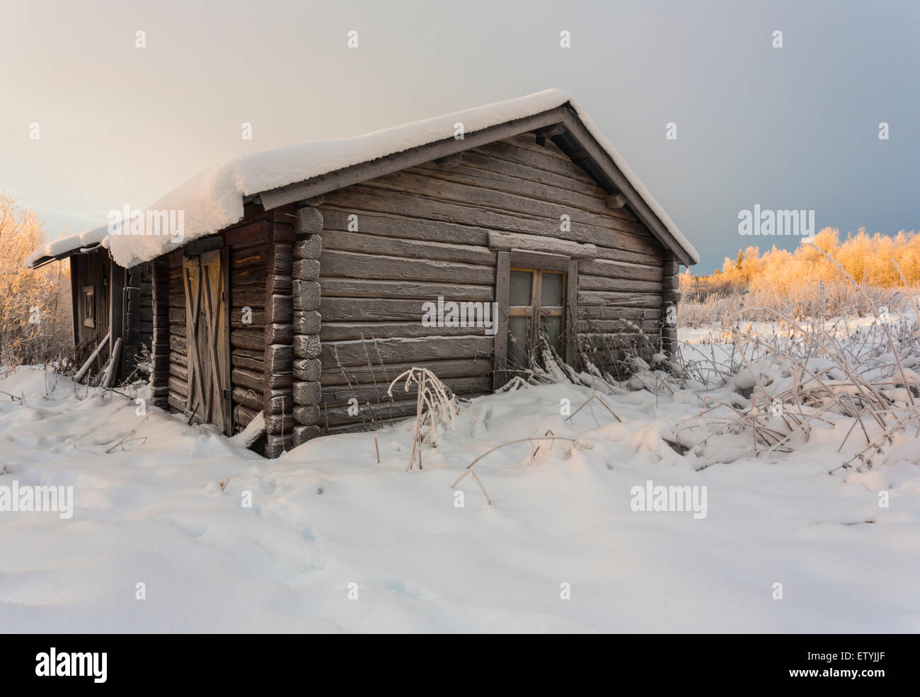 Old barn in timber in winter landscape in Gällivare Swedish Lapland ...