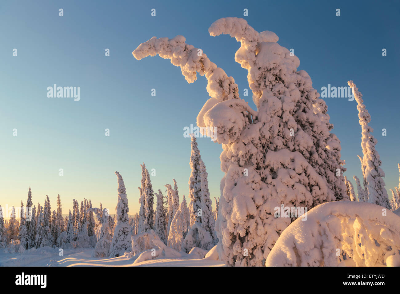 Winter landscape with snow on spruces and sun shining from a clear blue ...