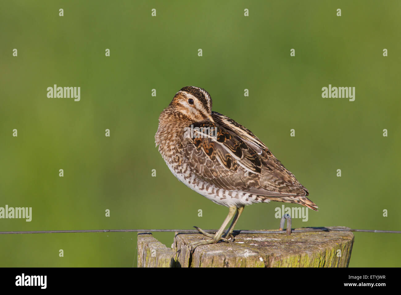 Common snipe (Gallinago gallinago) resting on fence post with beak ...