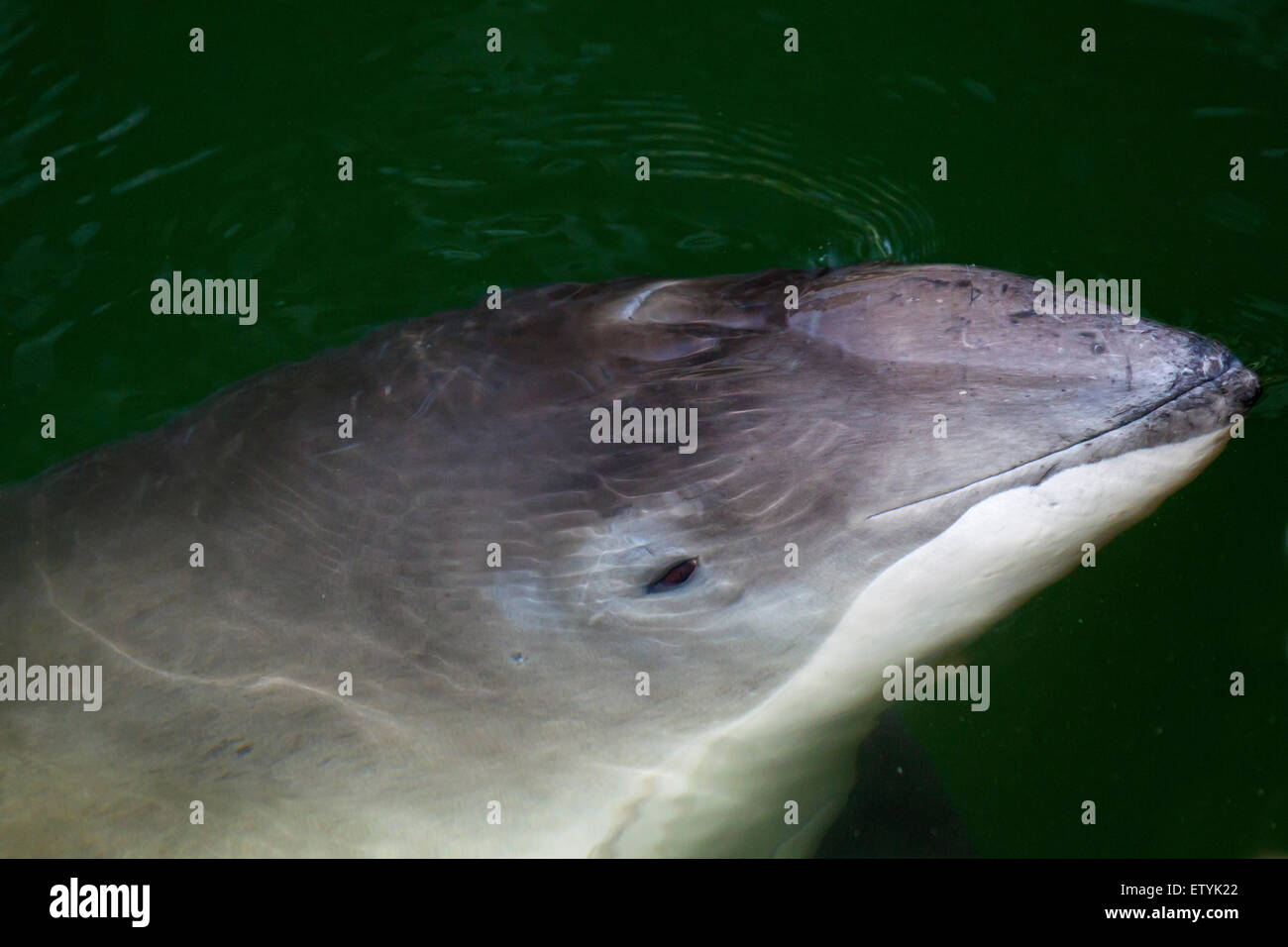 Harbour porpoise (Phocoena phocoena) surfacing to breathe Stock Photo ...