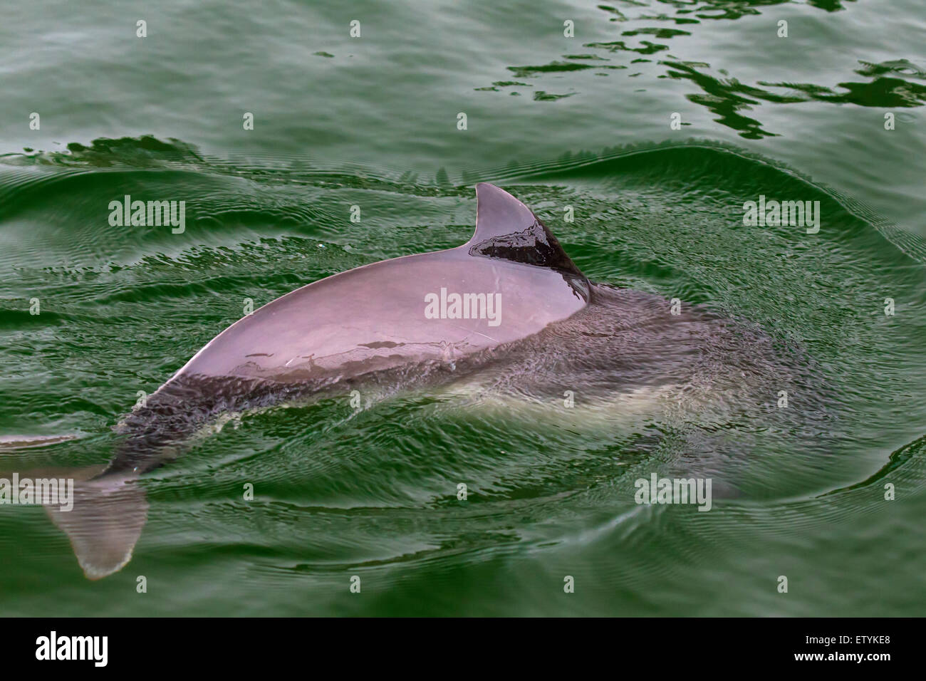 Harbour porpoise (Phocoena phocoena) surfacing and showing triangular ...