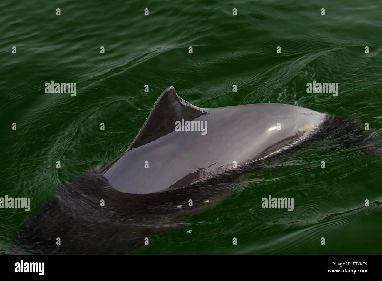 Triangular dorsal fin hi-res stock photography and images - Alamy