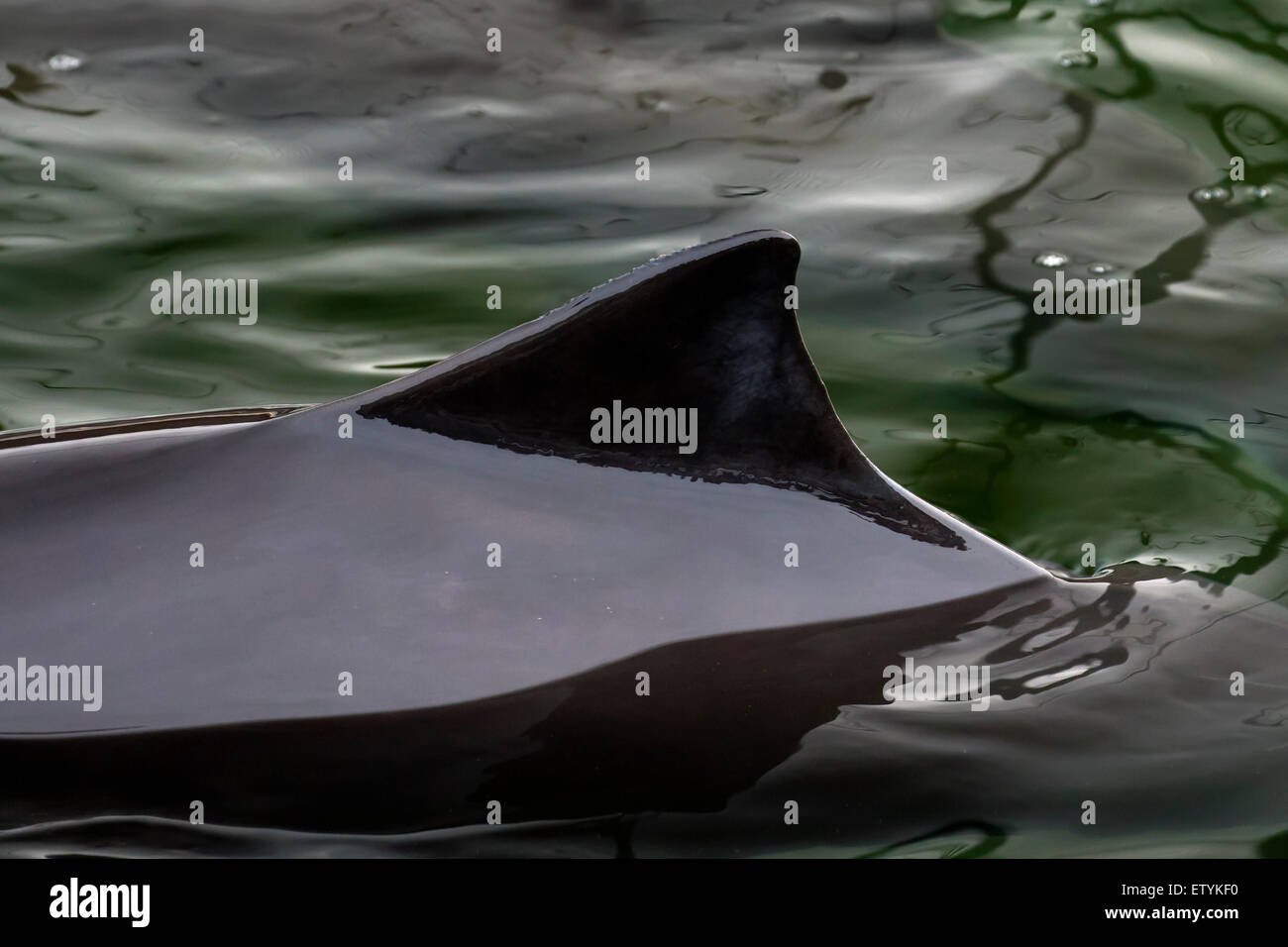 Baltic sea harbour porpoise hi-res stock photography and images - Alamy
