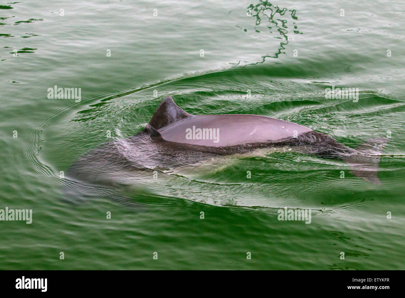 Harbour porpoise (Phocoena phocoena) surfacing and showing triangular ...