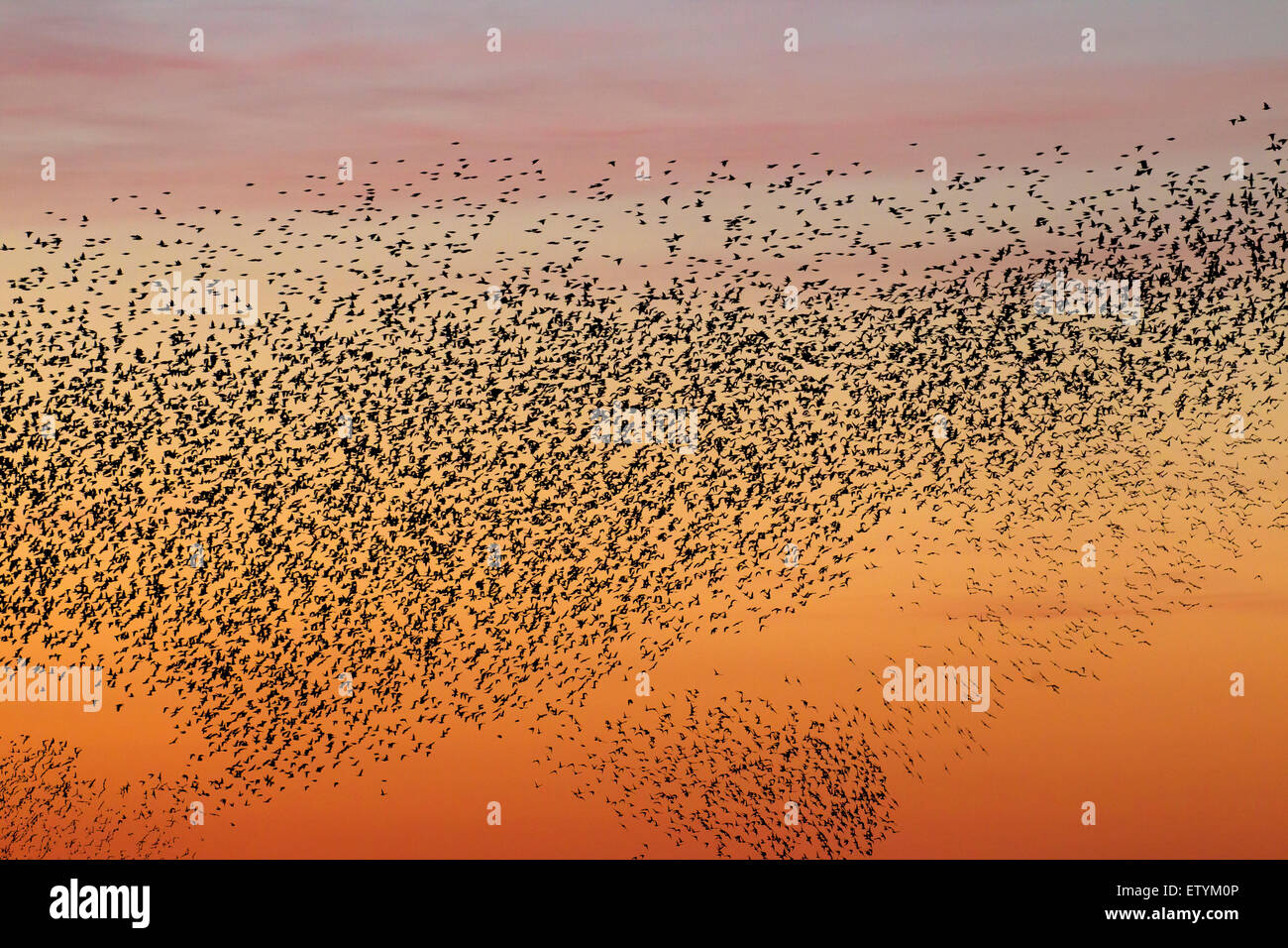 Starlings Murmuration Large Flock Roost High Resolution Stock ...