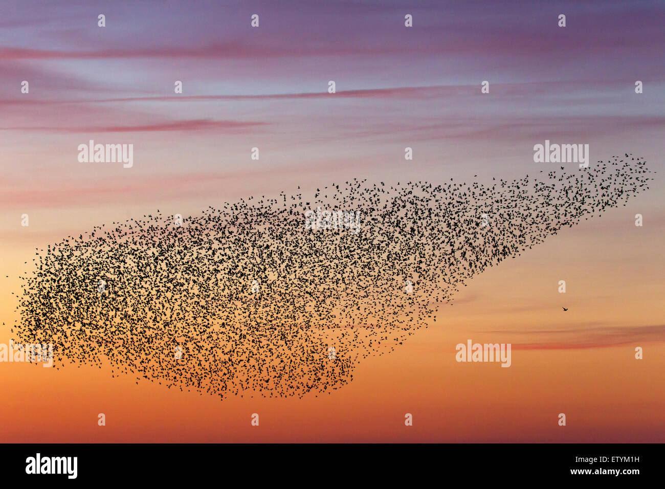 European starling murmuration / large flock of common starlings ...