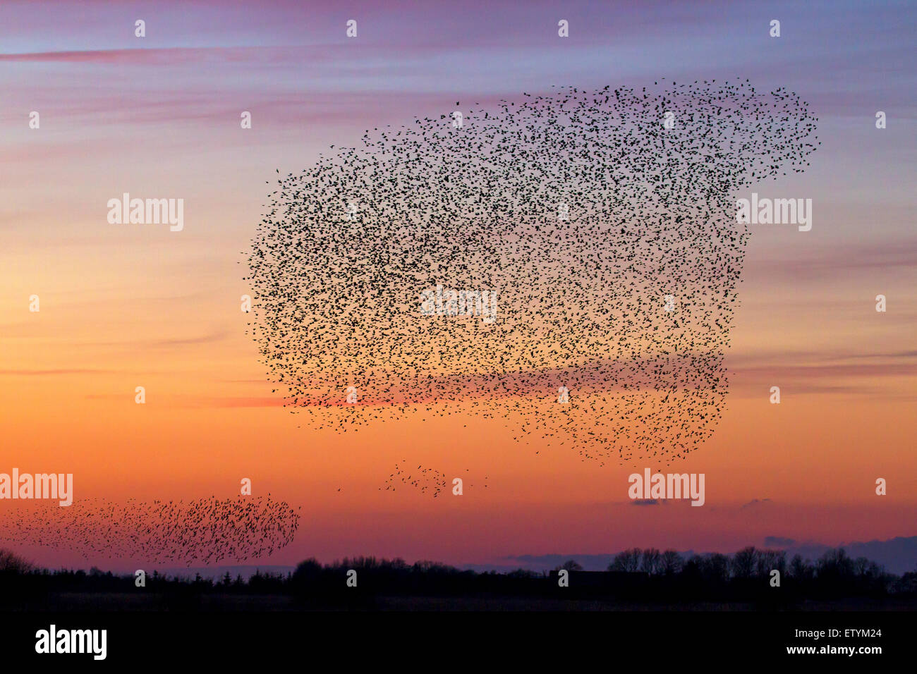 European Starling Flock