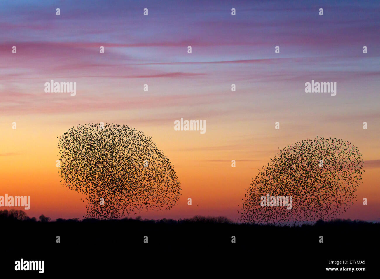 Two European starling murmurations / large flock of common starlings ...