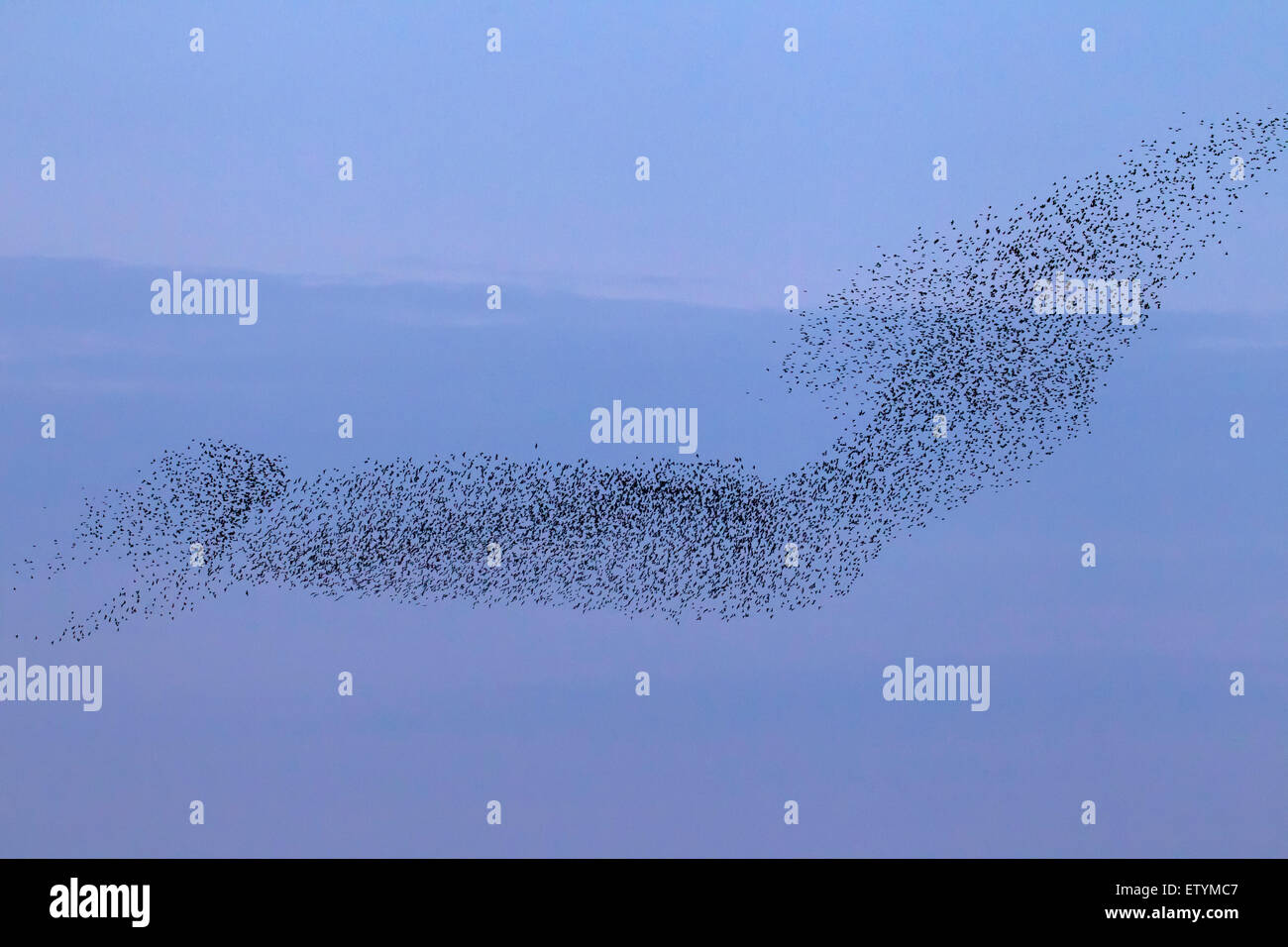 European starling murmuration / large flock of common starlings ...