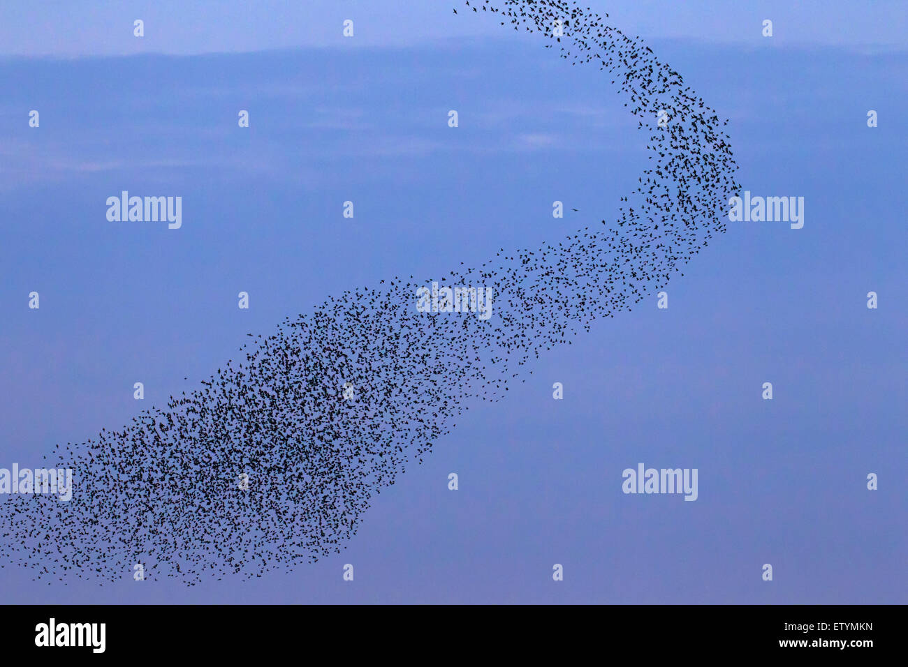 Starling murmuration hi-res stock photography and images - Alamy