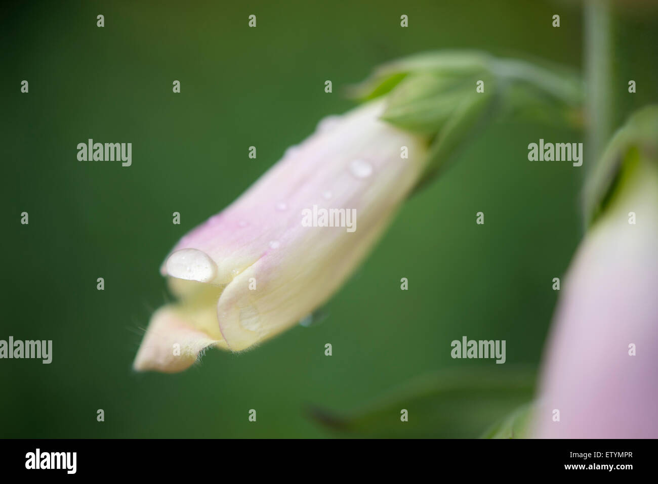 Close up of a pale pink Foxglove flower opening with soft green ...