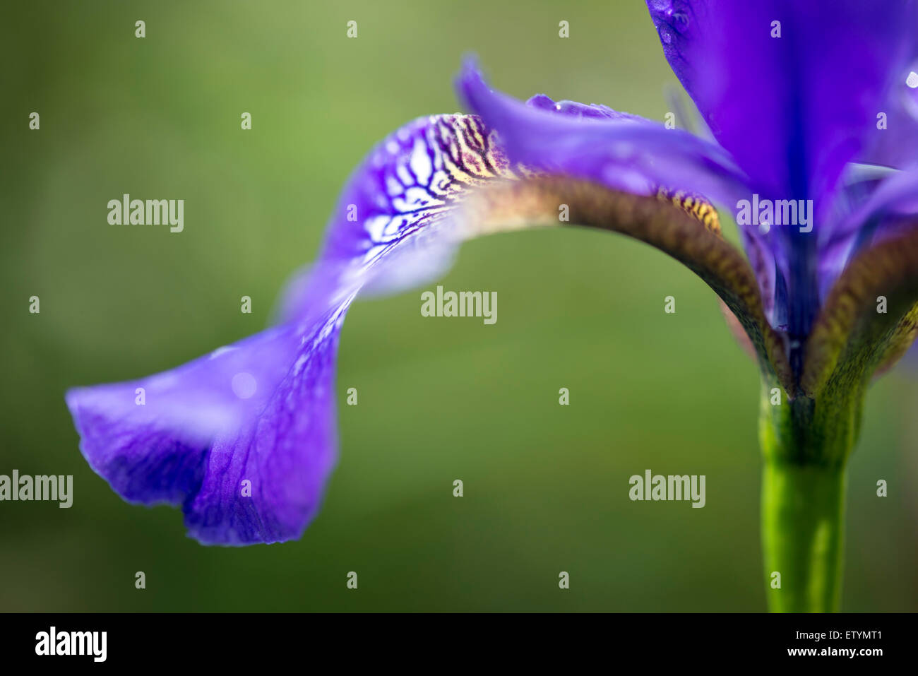 Iris sibirica in the garden hi-res stock photography and images - Alamy