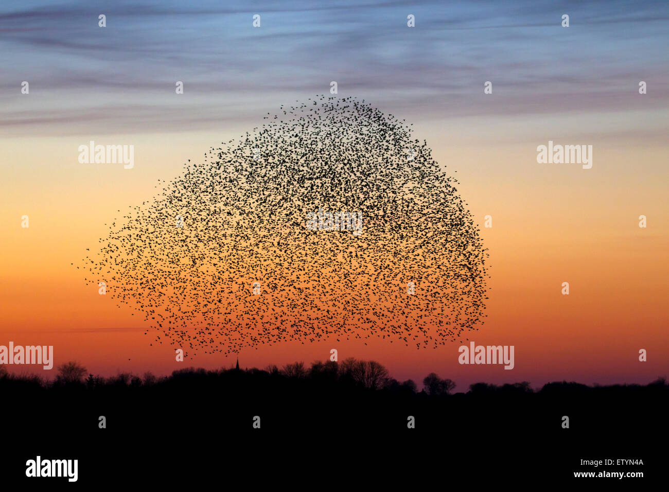 European Starling Flock