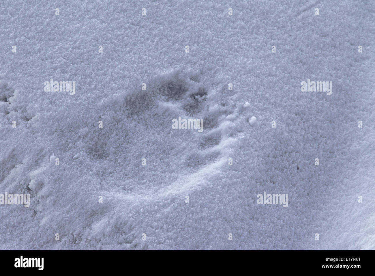 Bears footprint hi-res stock photography and images - Alamy