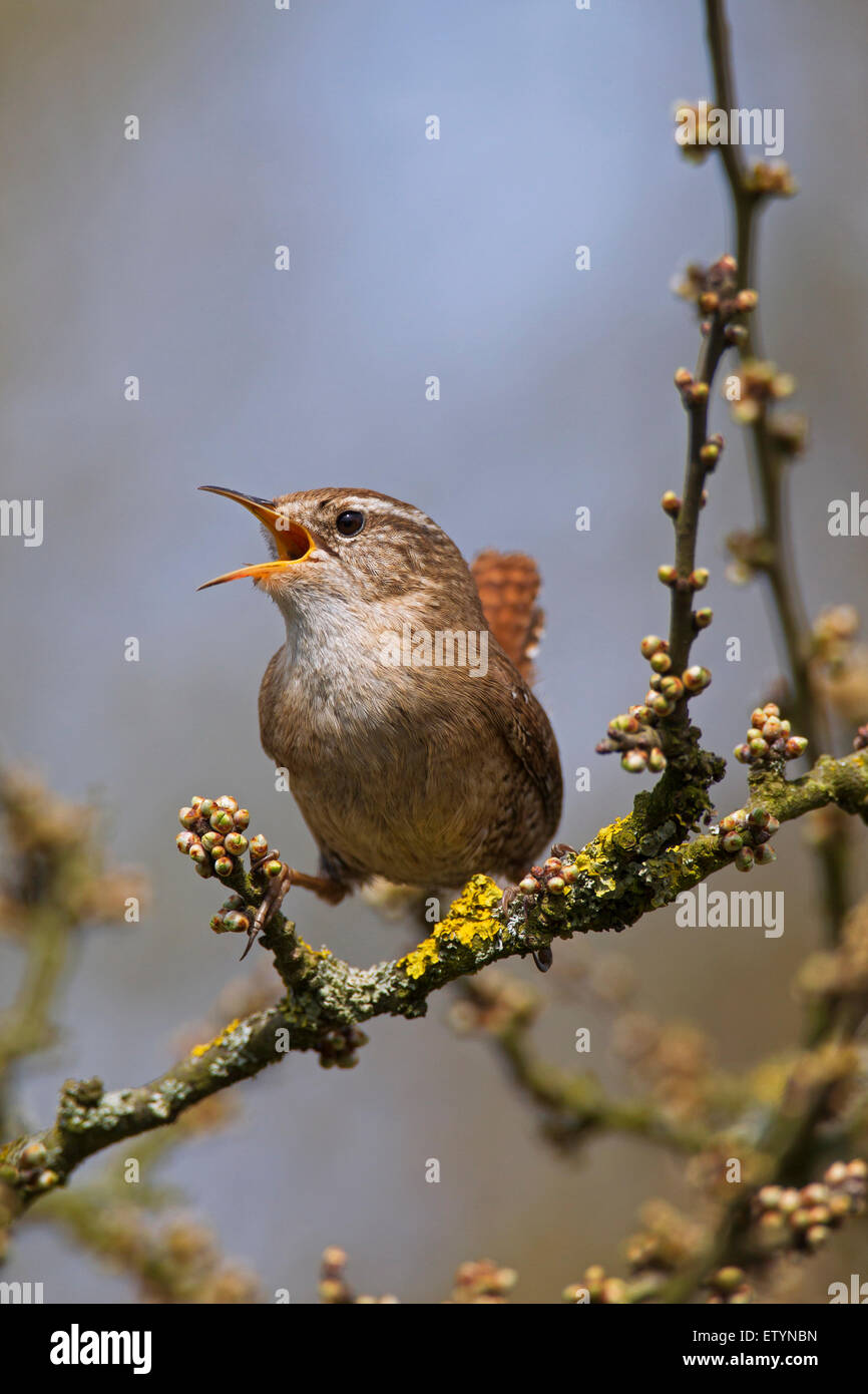 Eurasian wren (Troglodytes troglodytes) male calling from bush Stock ...