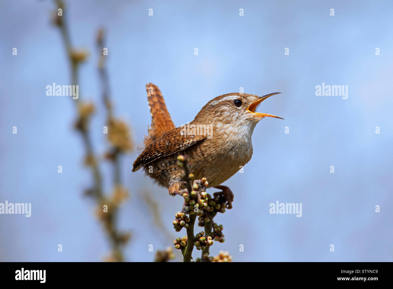 Eurasian wrens hi-res stock photography and images - Alamy