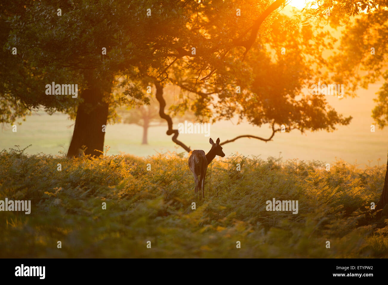 A red deer doe on an early Summer morning in the Richmond Park Stock ...