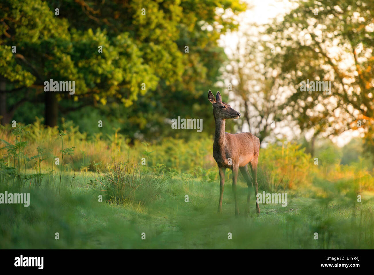 A red deer doe on an early summer morning in Richmond Park Stock Photo ...