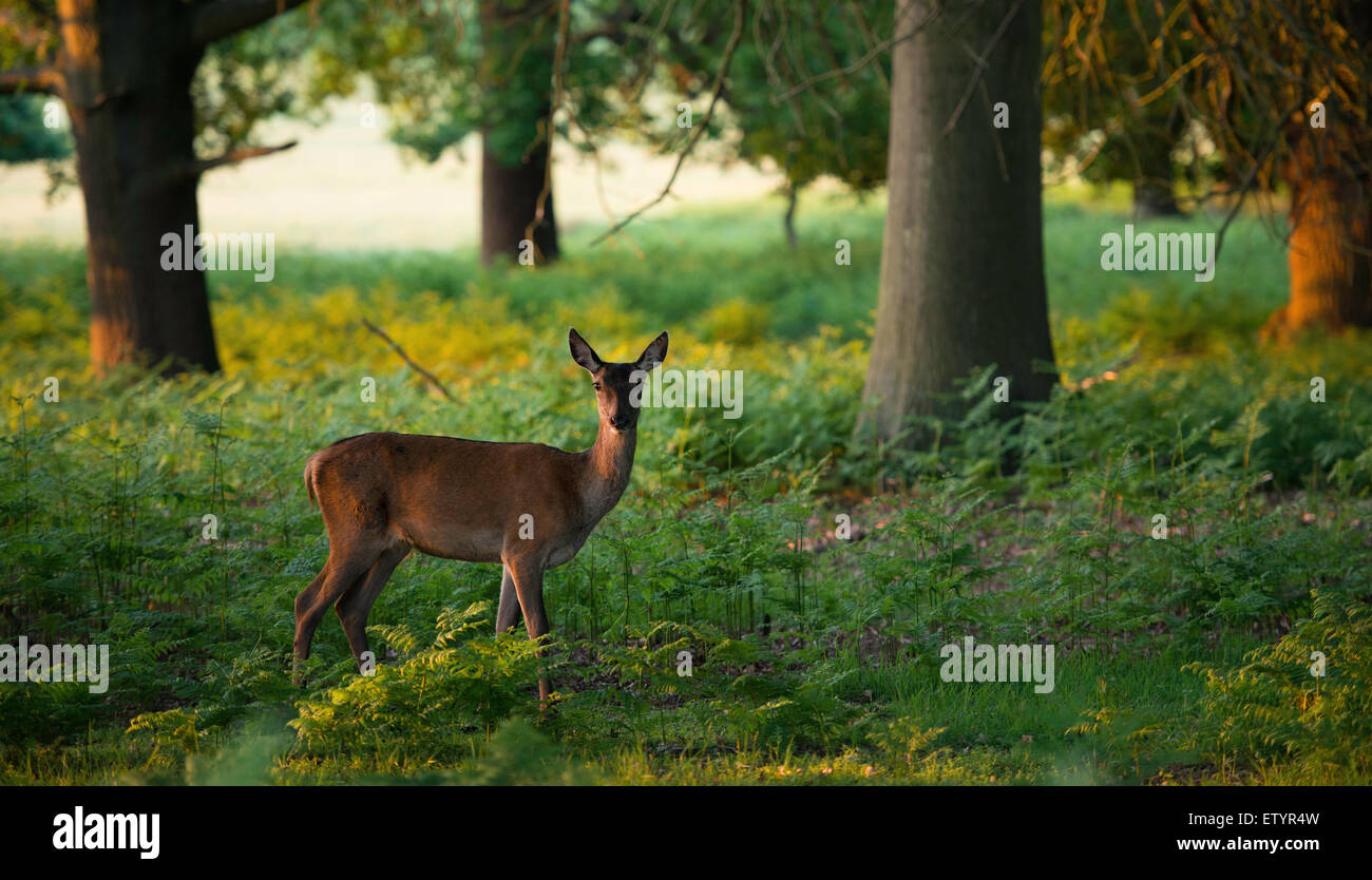 A red deer doe on an early summer morning in Richmond Park Stock Photo ...