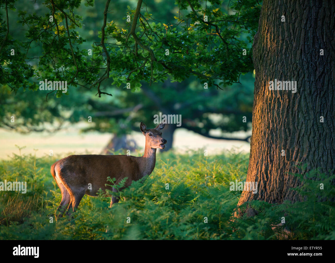 A red deer doe on an early summer morning in The Richmond Park Stock ...
