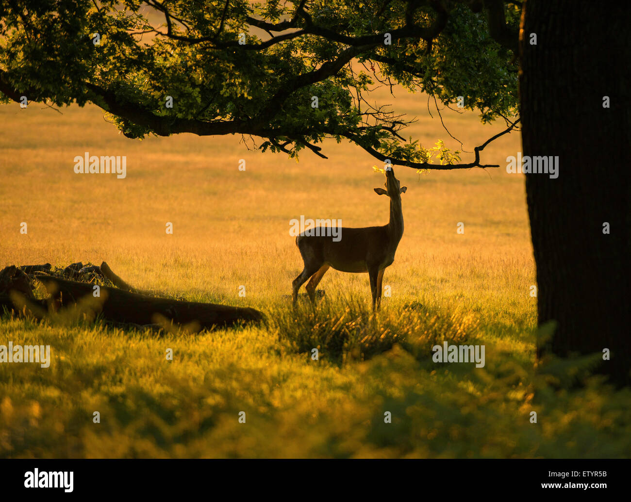 A red deer doe on an early summer morning in Richmond Park Stock Photo ...