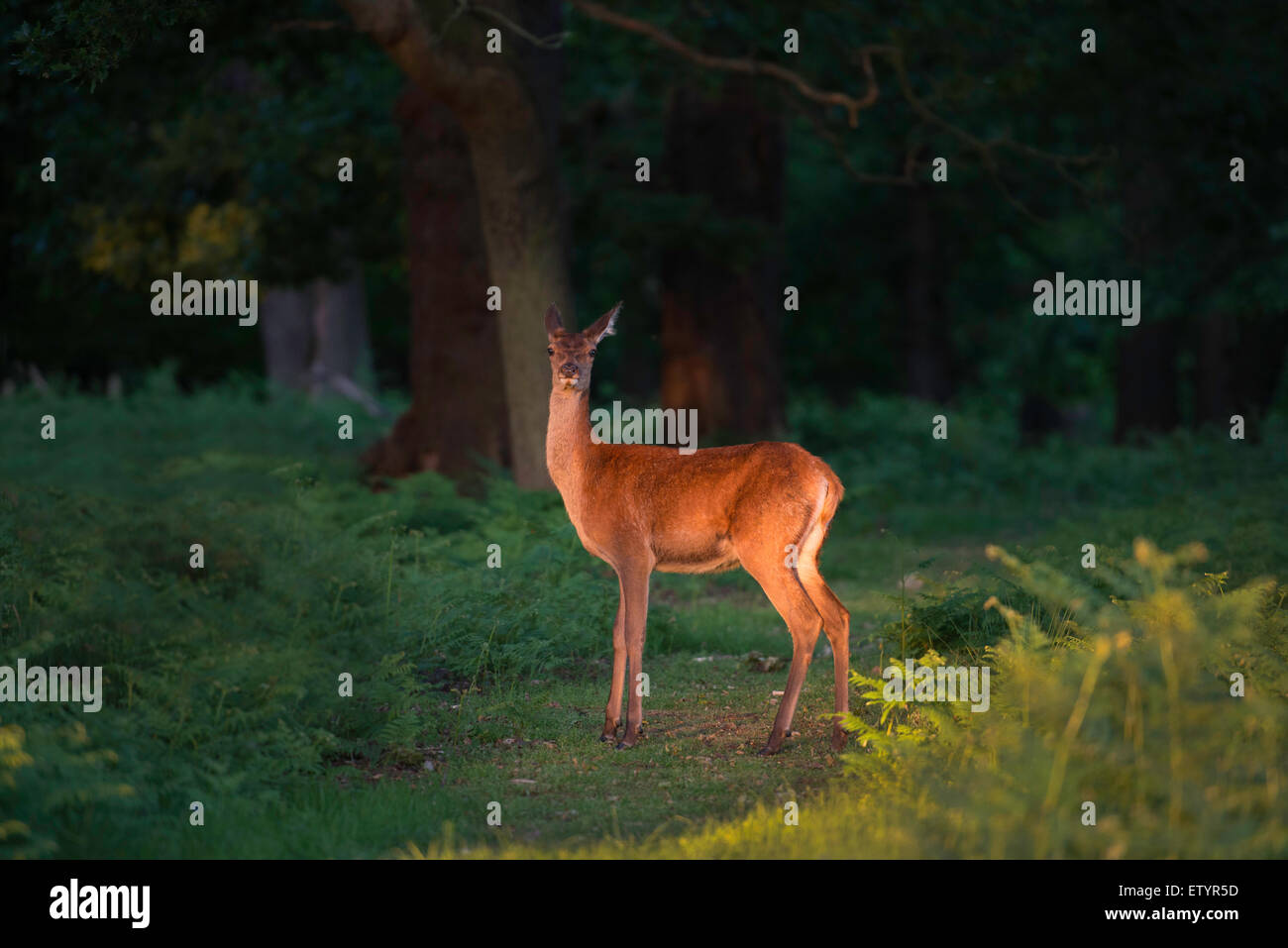A red deer doe on an early summer morning in the Richmond Park Stock ...