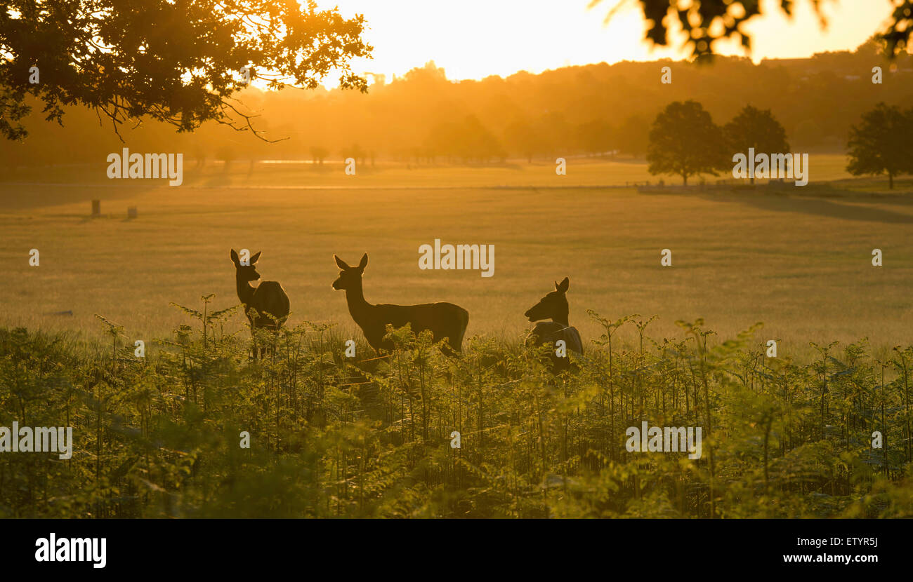 Three deer in the morning sun, Richmond park Stock Photo - Alamy