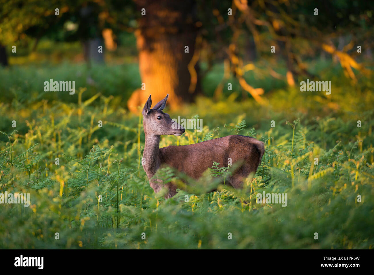 A red deer doe on an early summer morning in Richmond Park Stock Photo ...