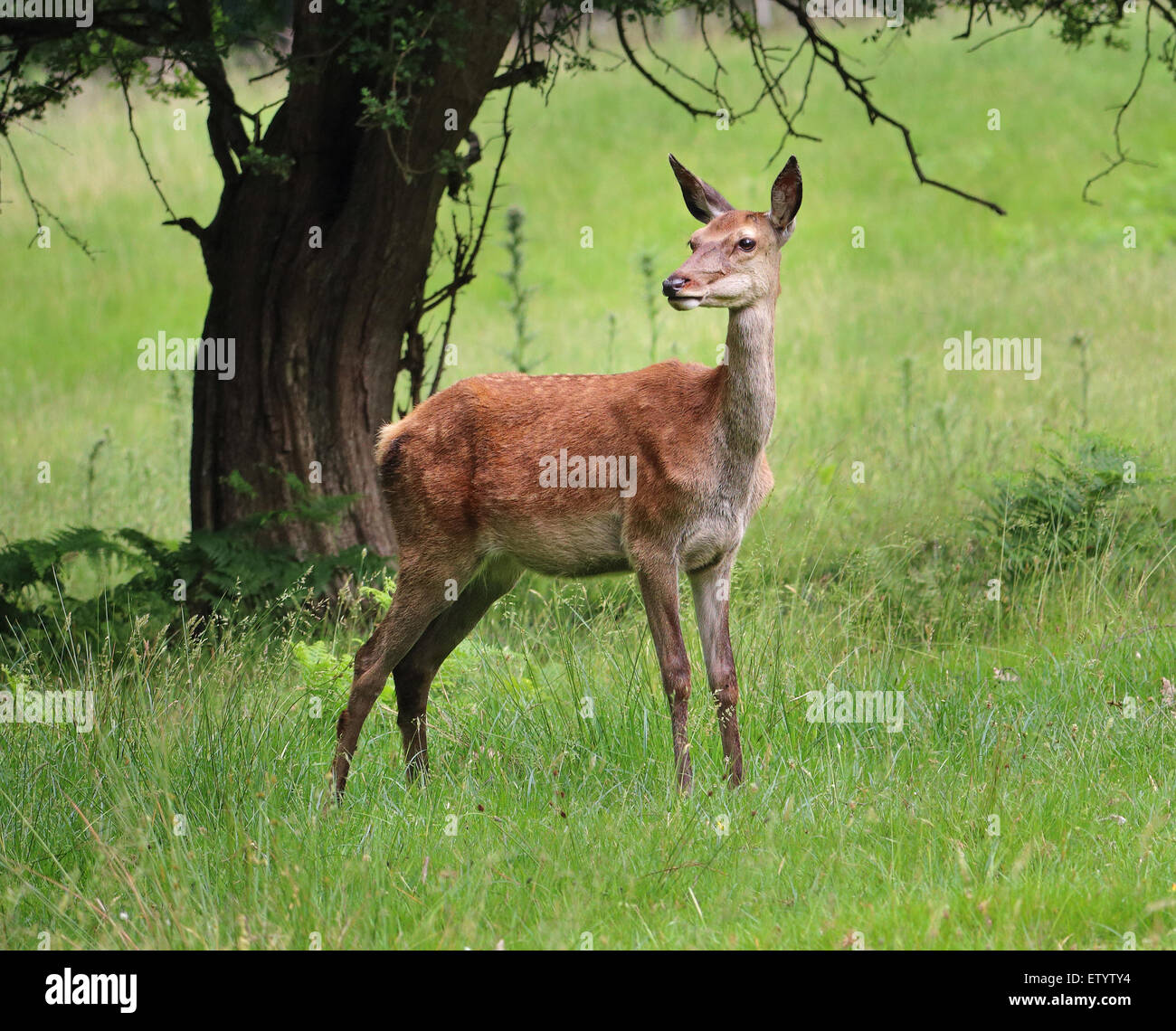 Female red deer watchful and alert hi-res stock photography and images ...