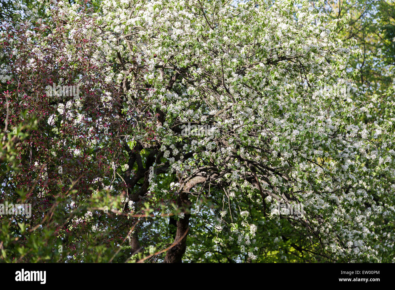 Apple tree in bloom Stock Photo - Alamy
