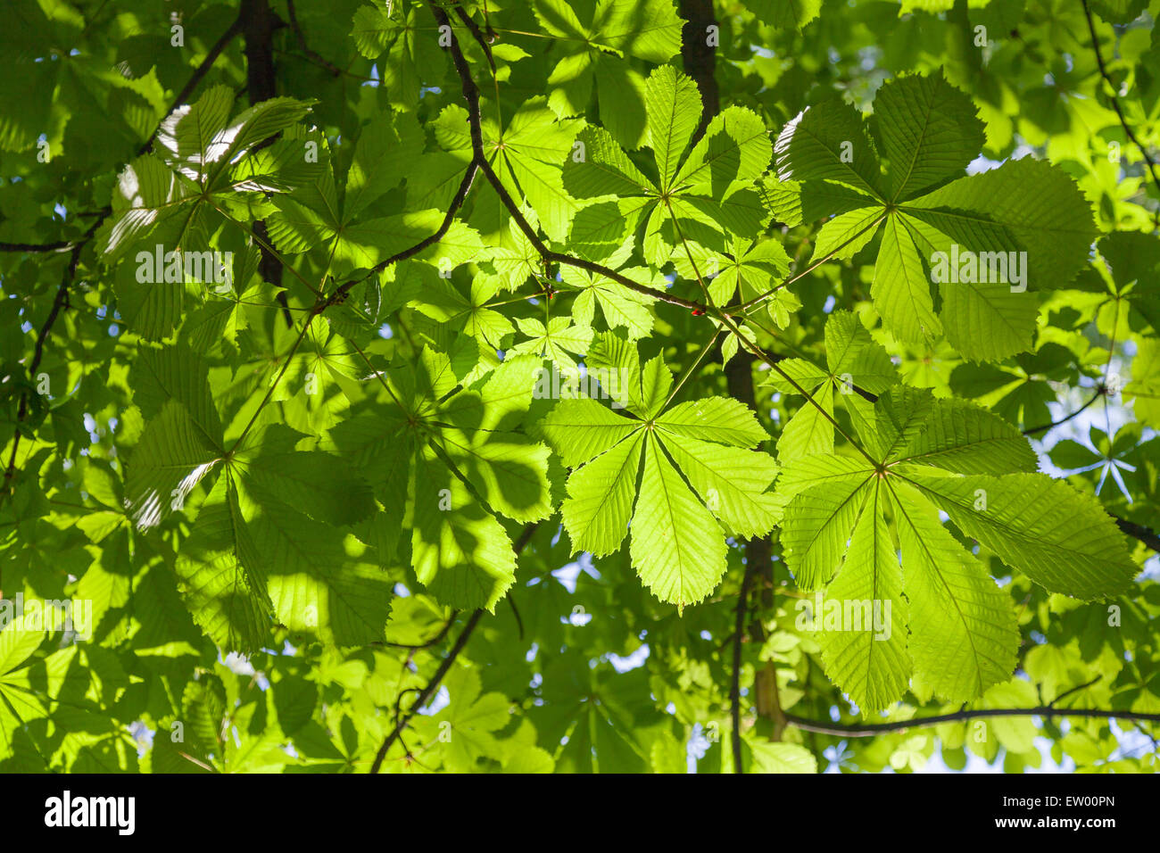 Buckeye leaves hi-res stock photography and images - Alamy