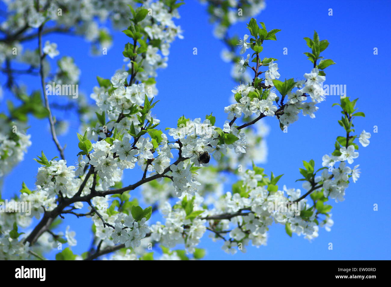 Mayflower tree flower hi-res stock photography and images - Alamy