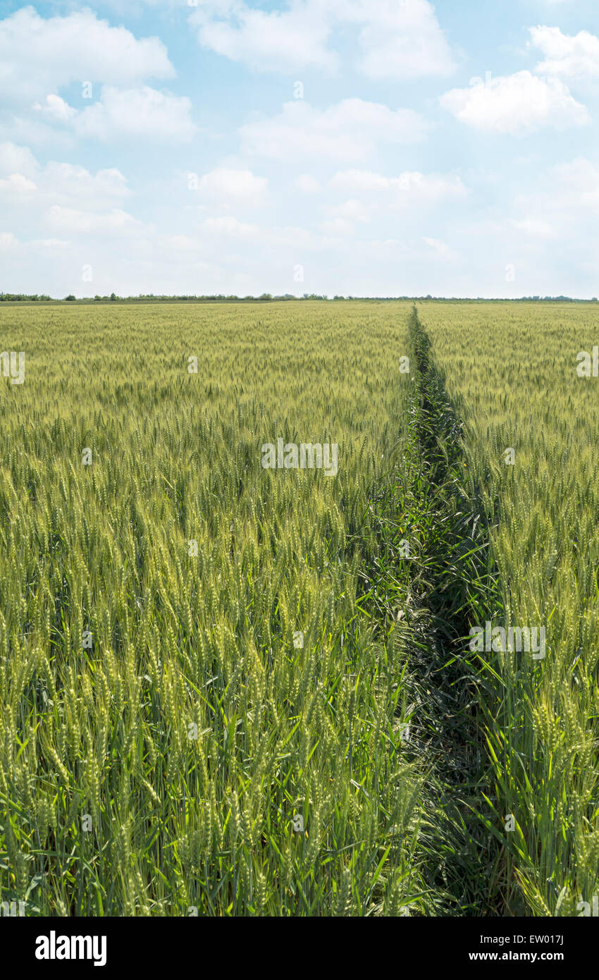 A green barley field in spring on a sunny day Stock Photo - Alamy
