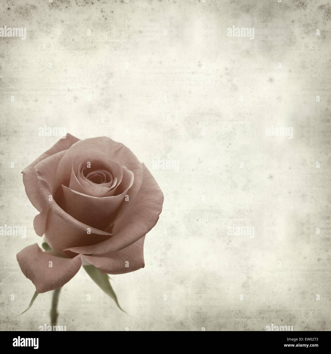 textured old paper background with pale pink rose Stock Photo - Alamy