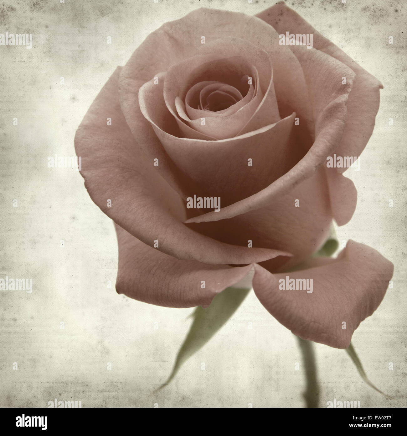 textured old paper background with pale pink rose Stock Photo - Alamy