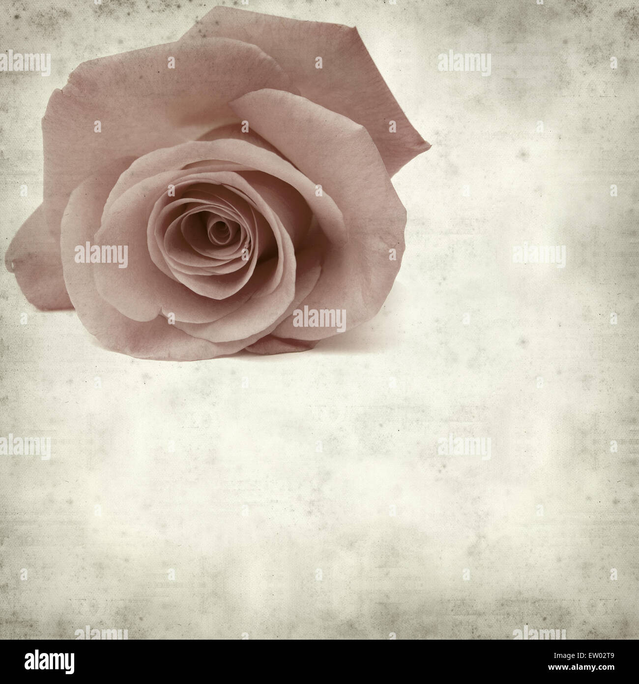 textured old paper background with pale pink rose Stock Photo - Alamy