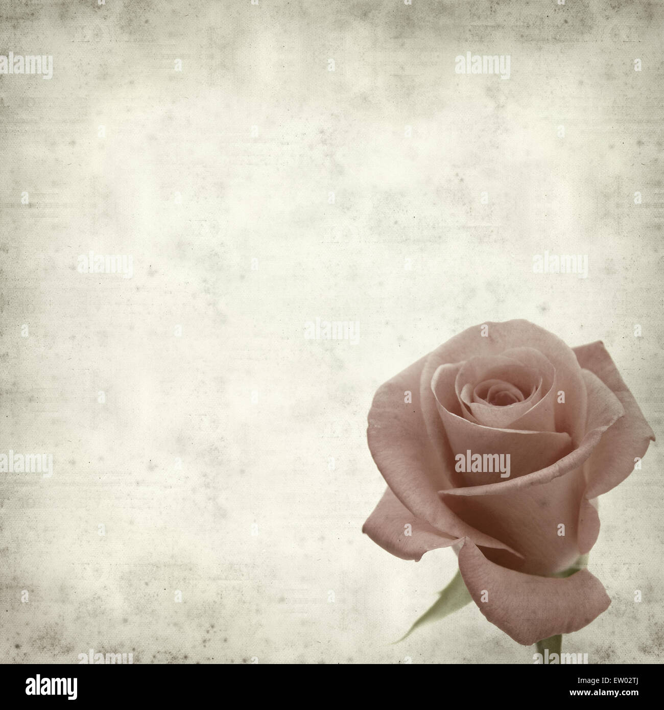 textured old paper background with pale pink rose Stock Photo - Alamy