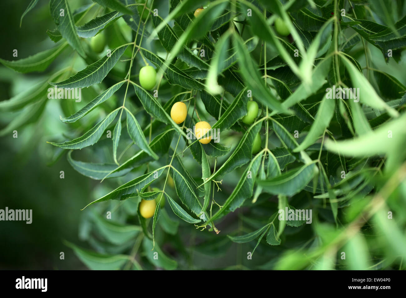 Neem Tree High Resolution Stock Photography and Images - Alamy Neem Tree High Resolution Stock Photography and Images - Alamy