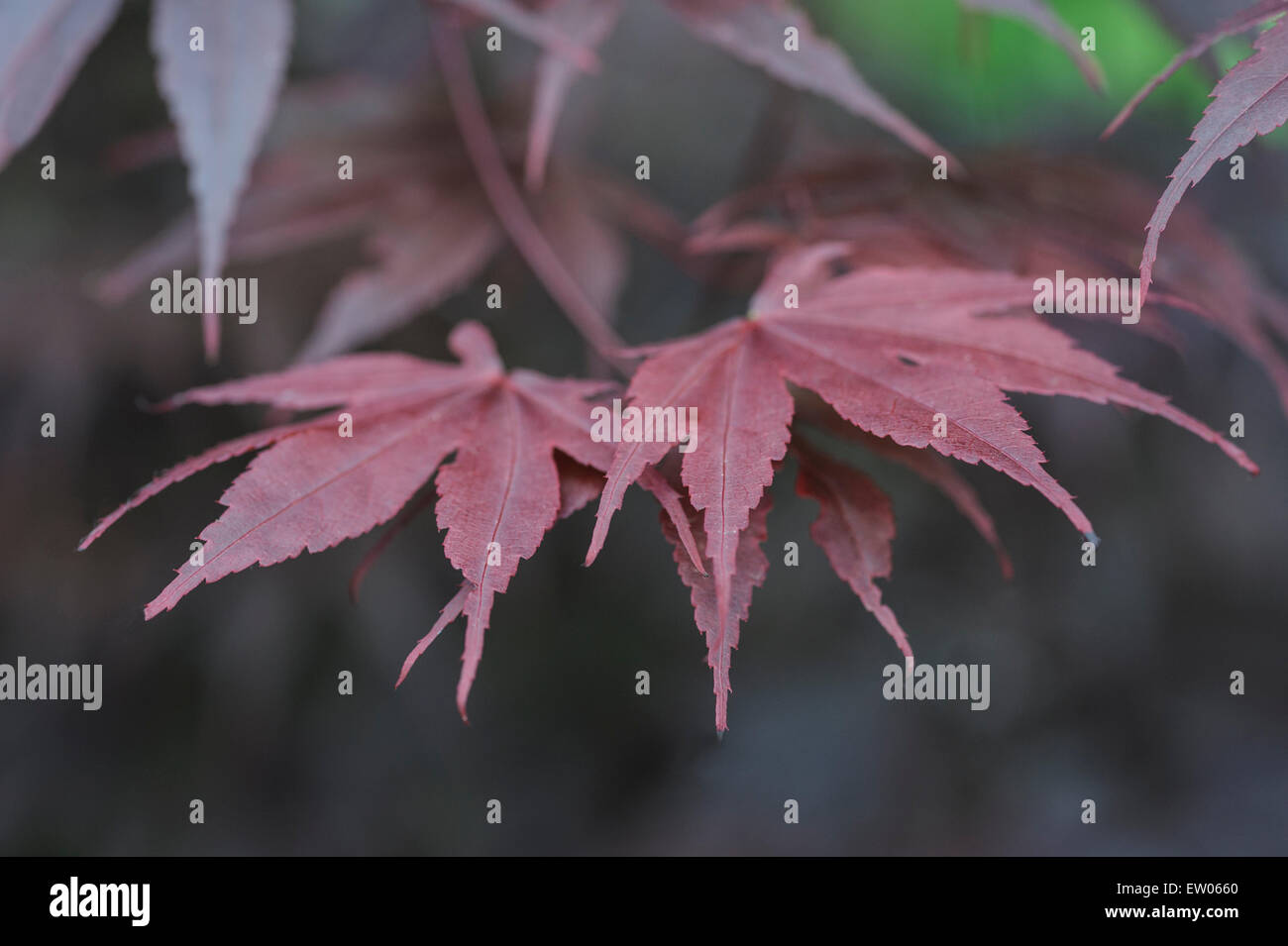 Acer palmatum atropurpureum japanese maple hi-res stock photography and ...