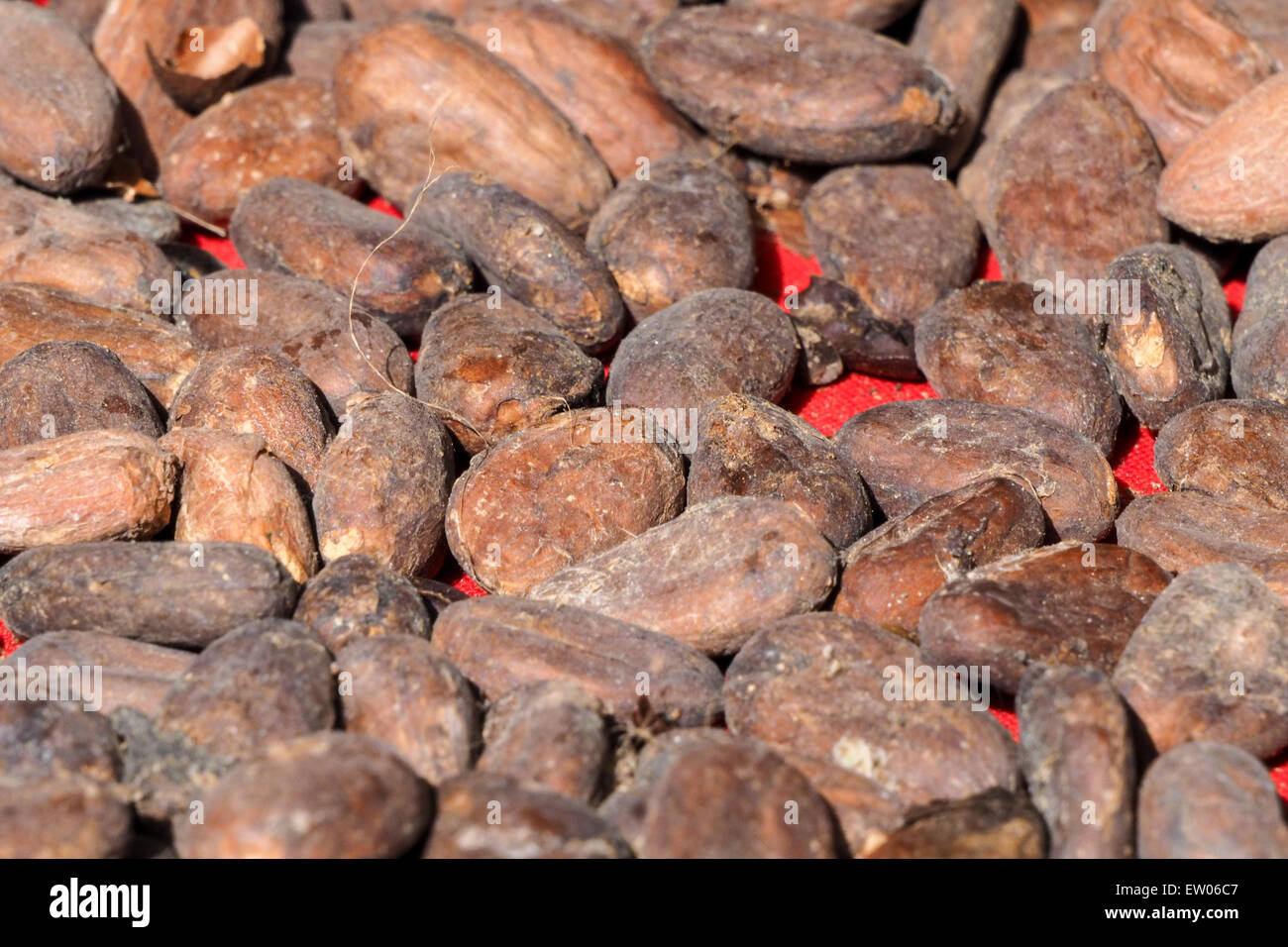 Cocoa seeds hi-res stock photography and images - Alamy