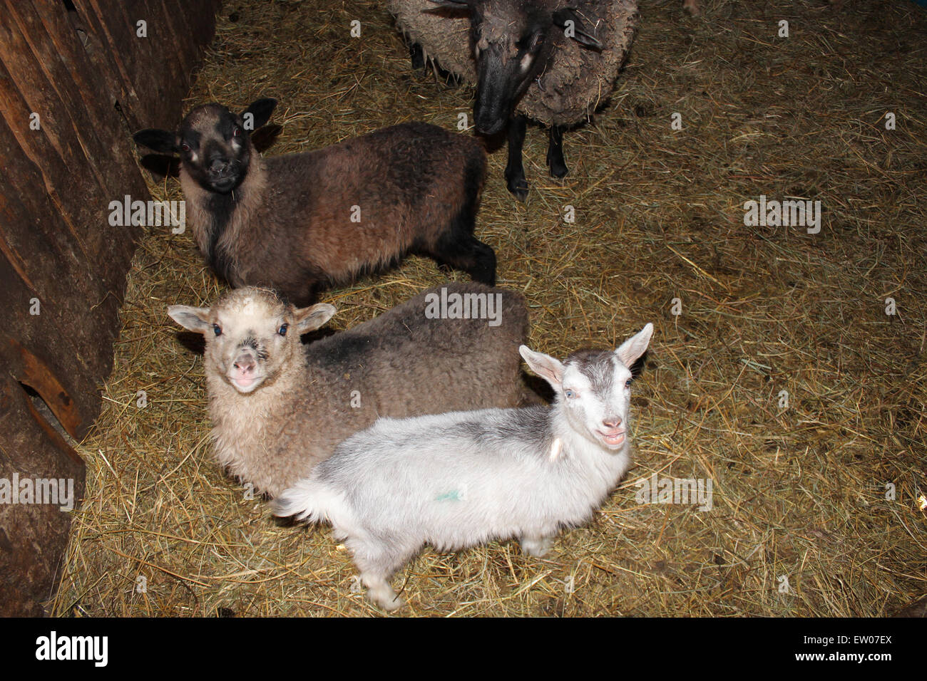 Sheep standing in the stall within cattle-shed Stock Photo - Alamy