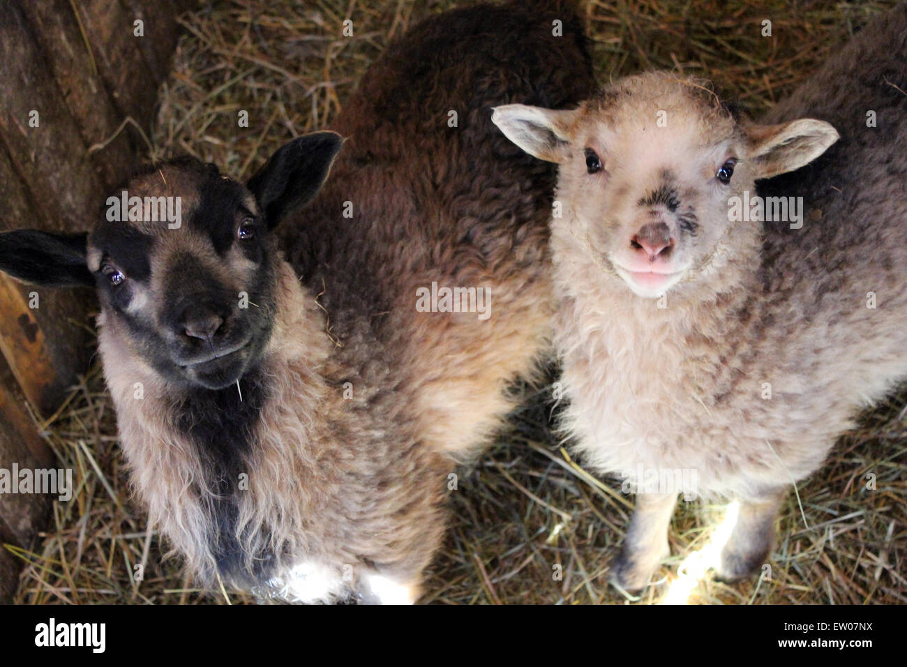 Sheep standing in the stall within cattle-shed Stock Photo - Alamy