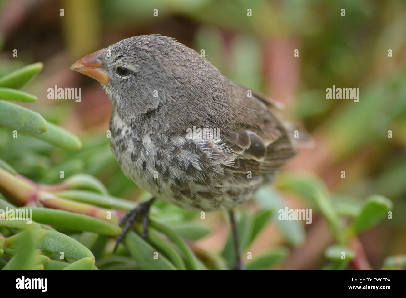 Galápagos finch hi-res stock photography and images - Alamy