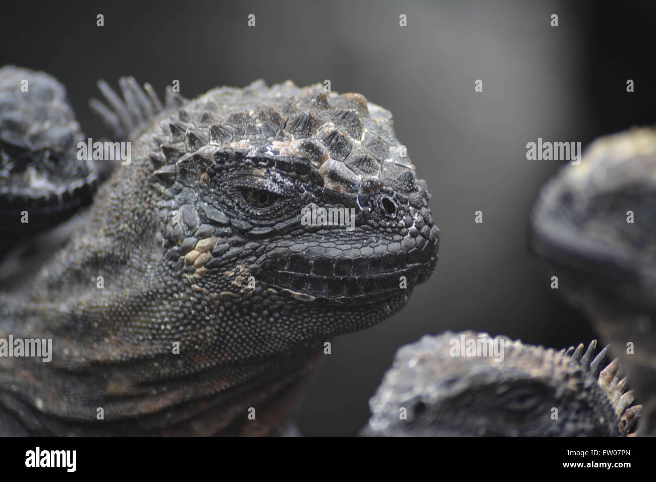 Marine iguana close up, Galapagos Stock Photo - Alamy