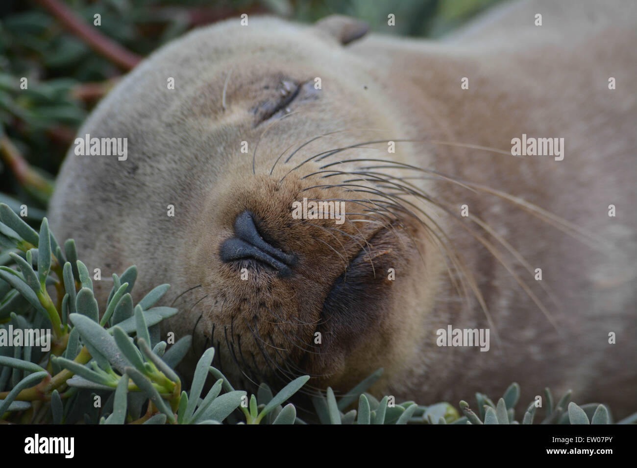 Galapagos sea lion napping Stock Photo - Alamy
