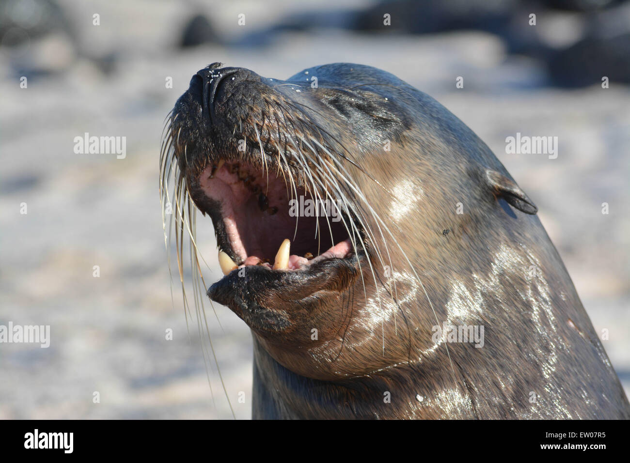 Bull sea lion hi-res stock photography and images - Alamy