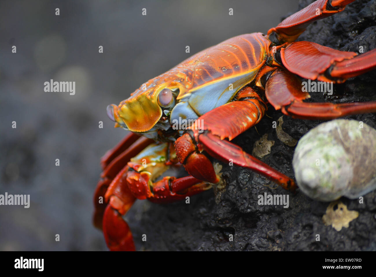Sally lightfoot crab close up hi-res stock photography and images - Alamy
