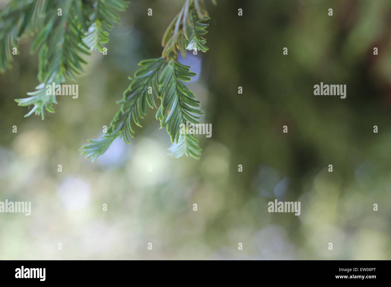 The needles of a pine tree stretch out to embrace the winter air Stock ...