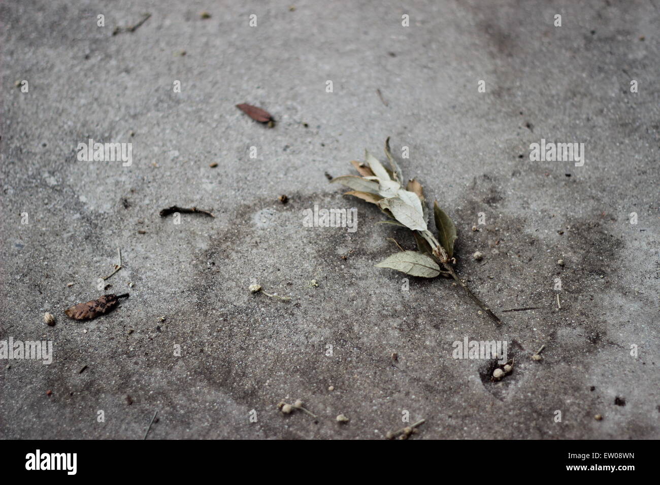 Dead leaves dirty ground hi-res stock photography and images - Alamy