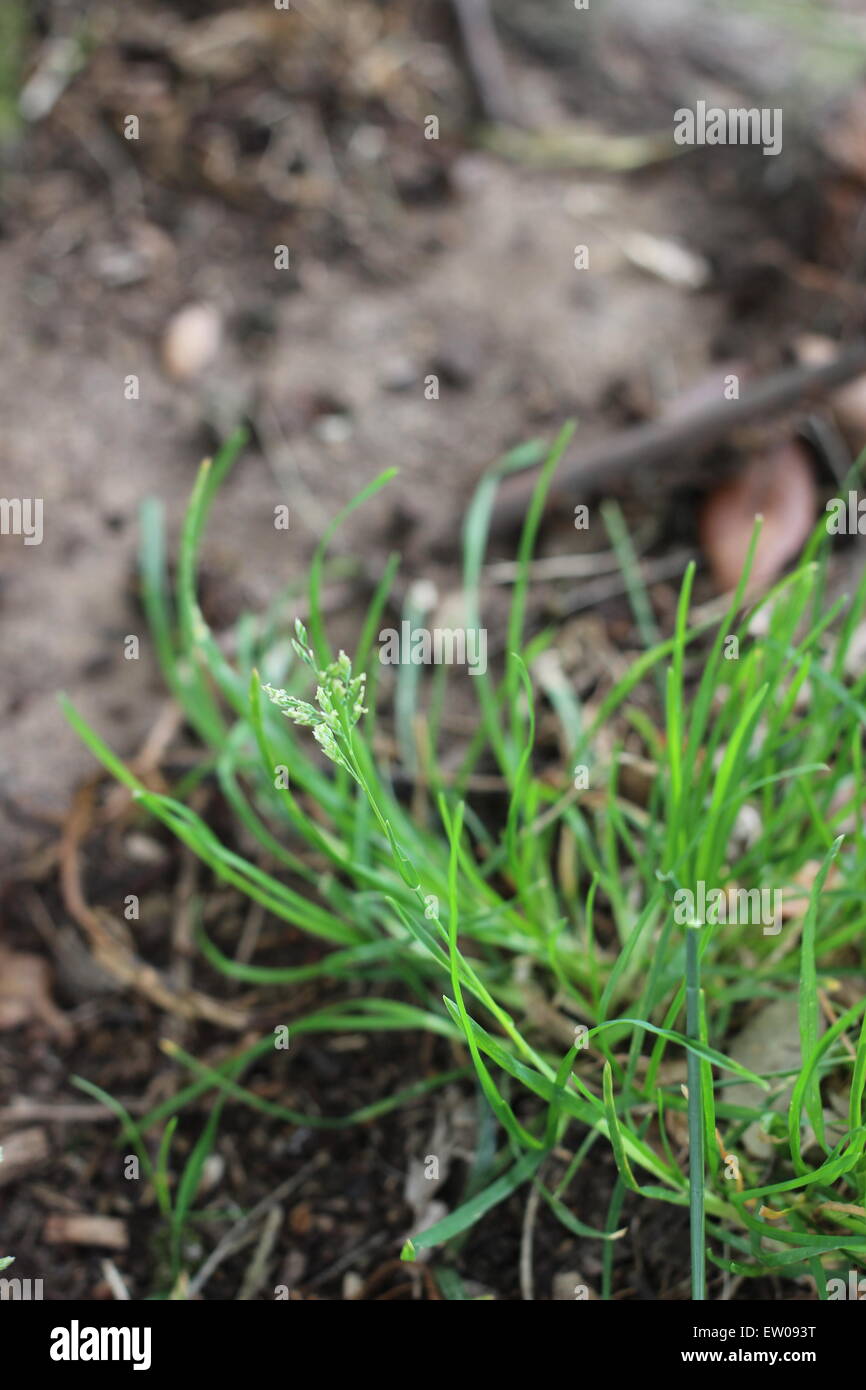 A green patch hi-res stock photography and images - Alamy